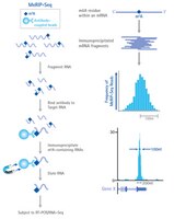 Magna MeRIP™ m6A Kit- Transcriptome-wide Profiling of N6 ...